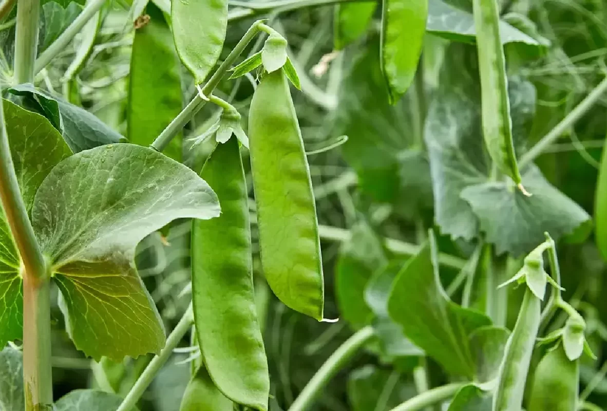 Arveja China – Qori Foods SAC – Cultivos frescos y nutritivos