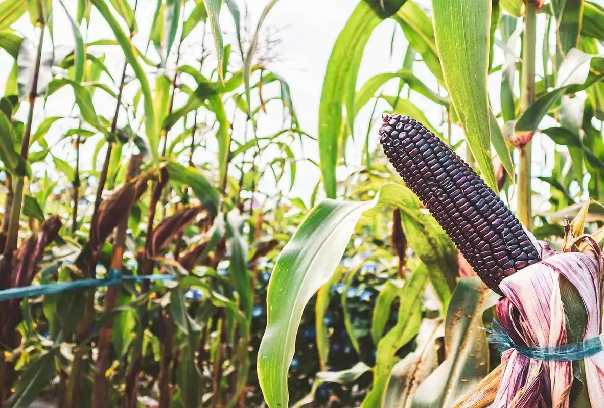 Maíz morado – Qori Foods SAC – Cultivos frescos y nutritivos